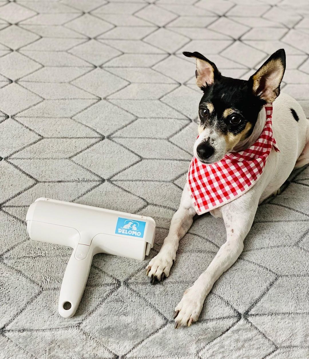 Delomo | Pet Hair Removers & Gloves | One Million Customers' Choice ...