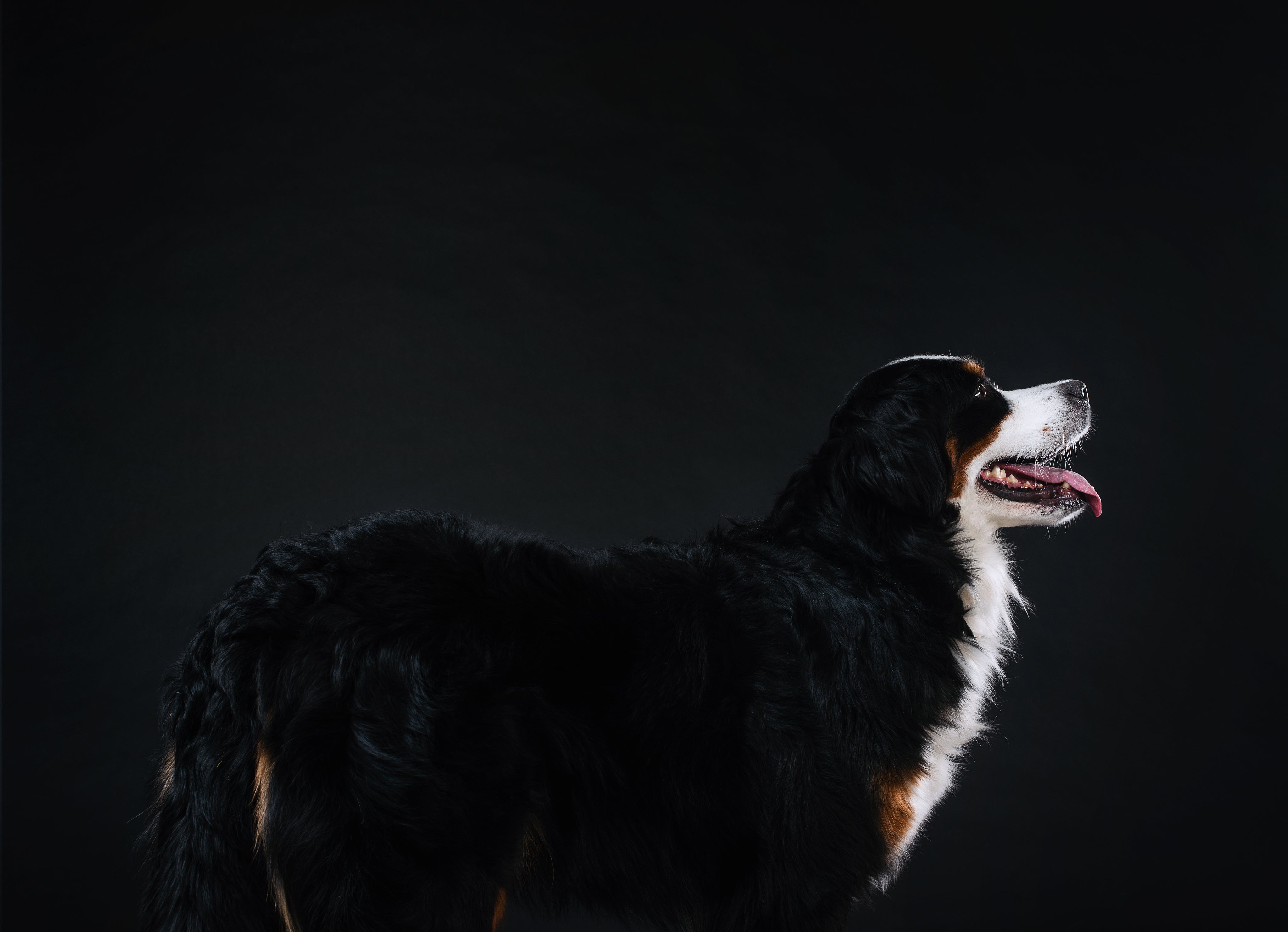 Delomo | Pet Hair Removers & Gloves | One Million Customers' Choice ...