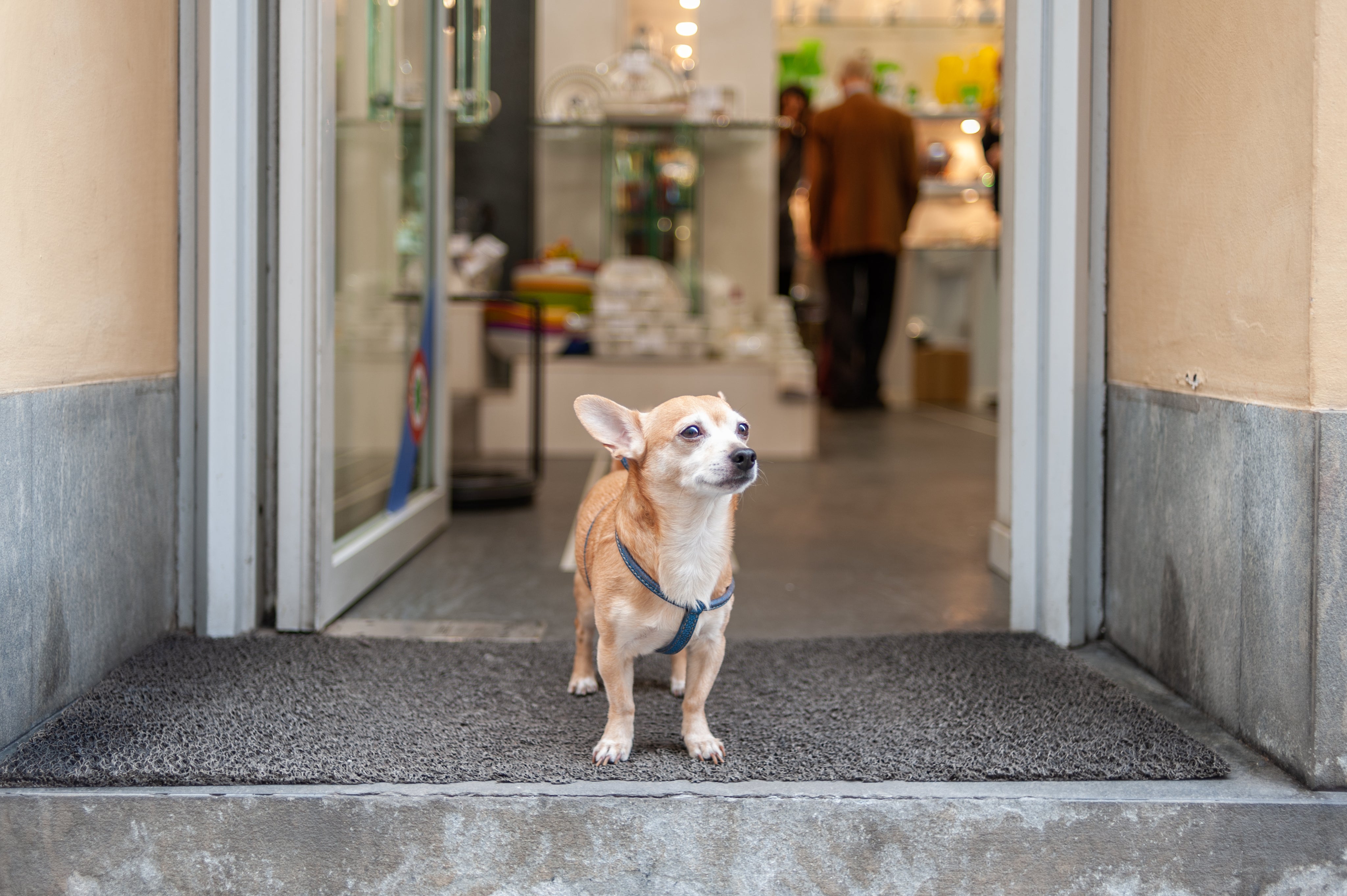 Delomo | Pet Hair Removers & Gloves | One Million Customers' Choice ...